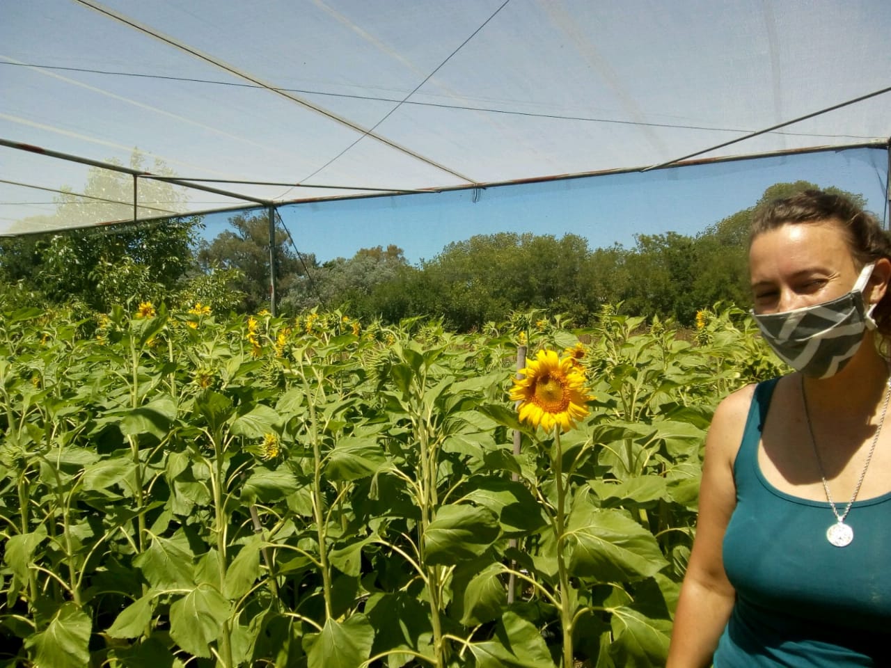 Genómica Funcional y Ecofisiología Aplicada a la Senescencia y